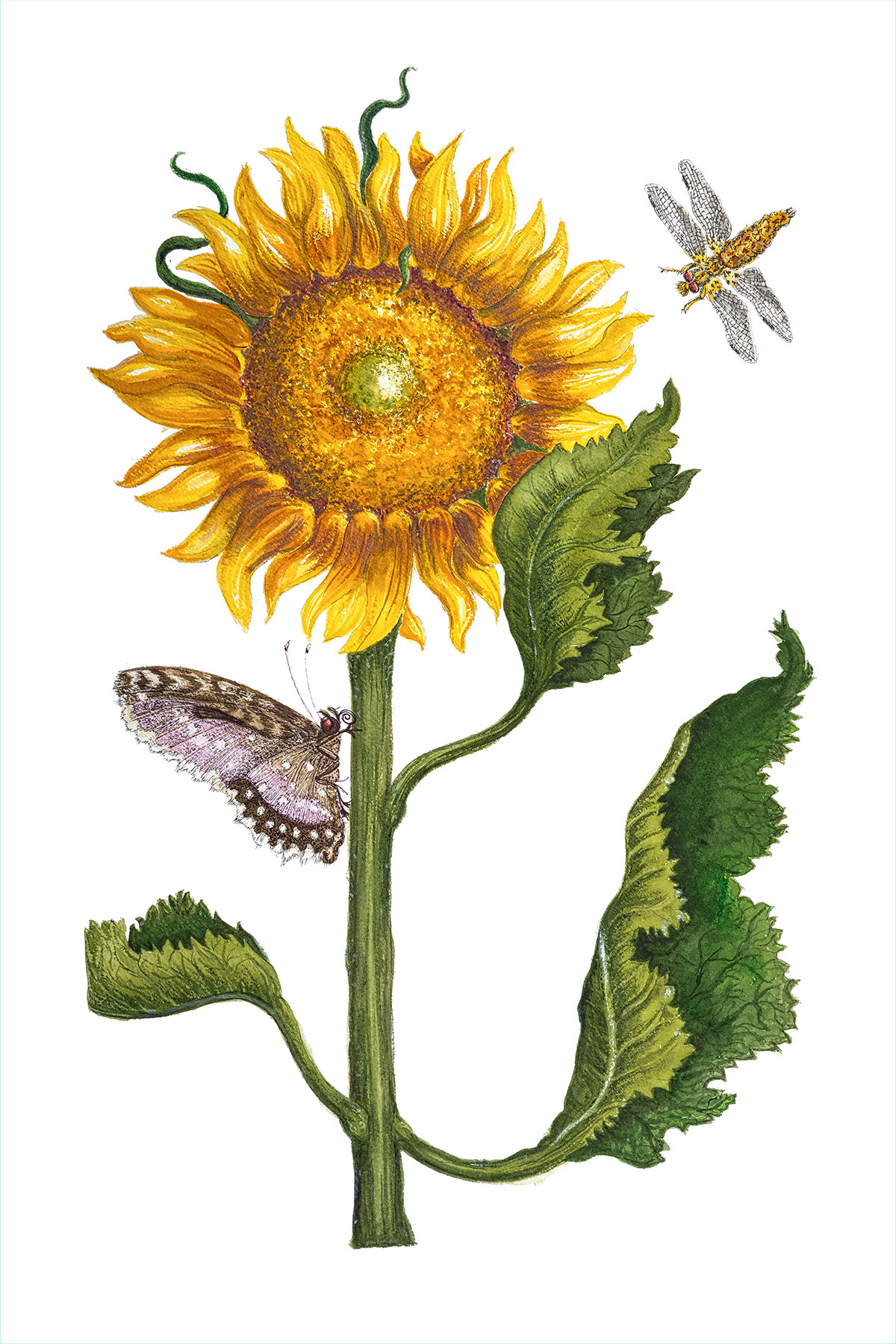 Sunflower Carolyne Roehm
