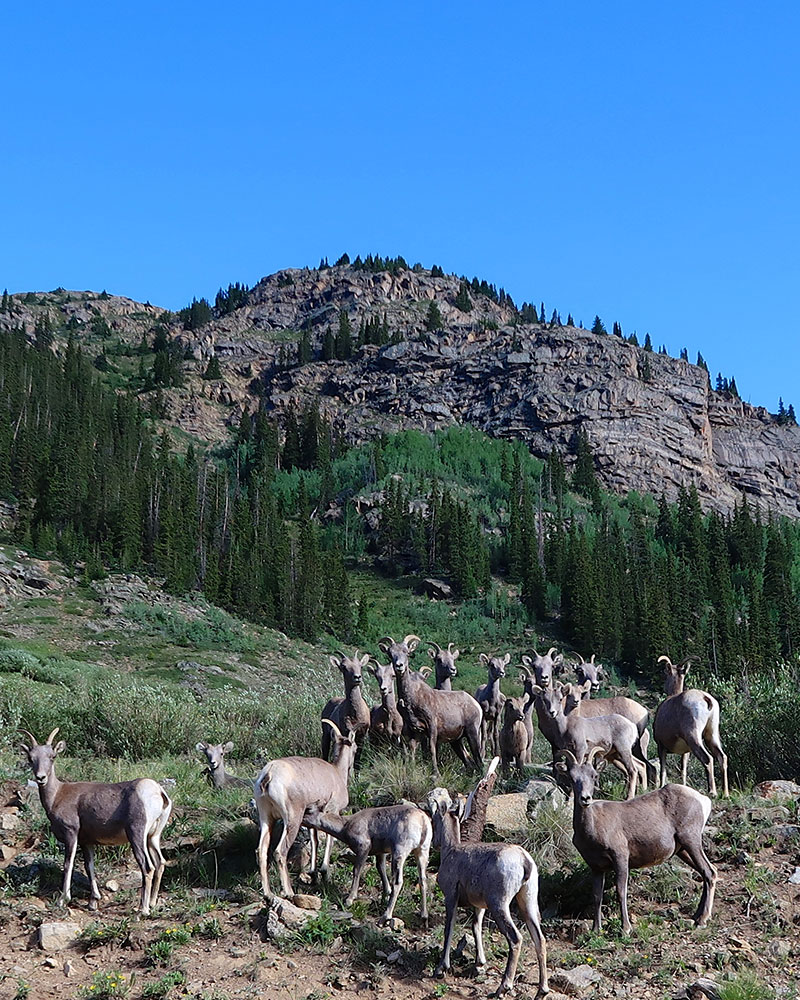 Life in the Mountains - Carolyne Roehm