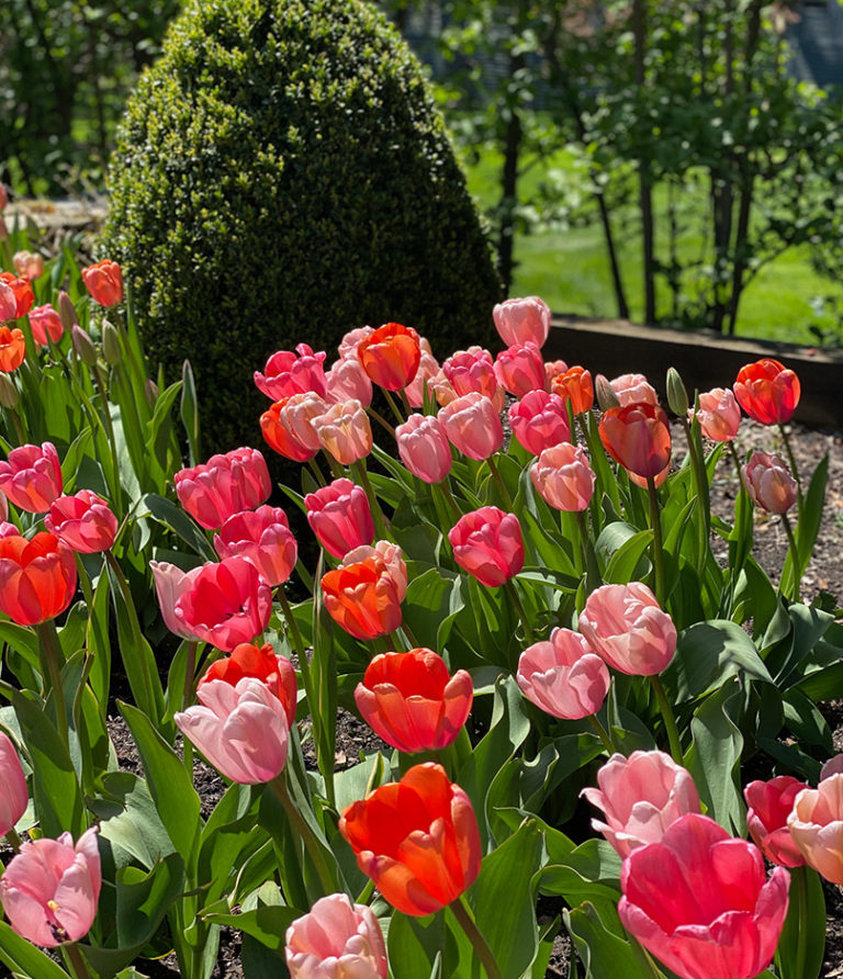 Tulip Fever! – Carolyne Roehm