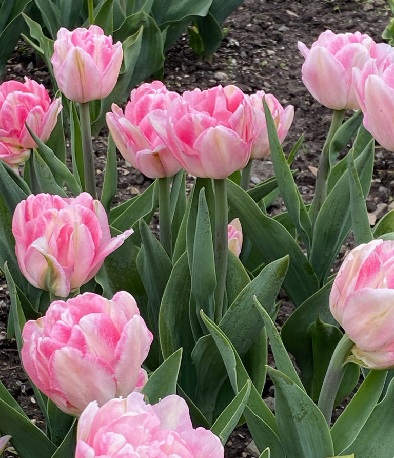 Tulip Fever! – Carolyne Roehm
