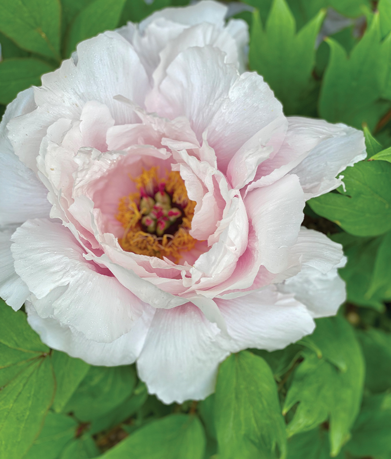 Showstopping Peonies - Carolyne Roehm