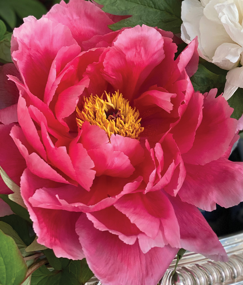 Showstopping Peonies - Carolyne Roehm