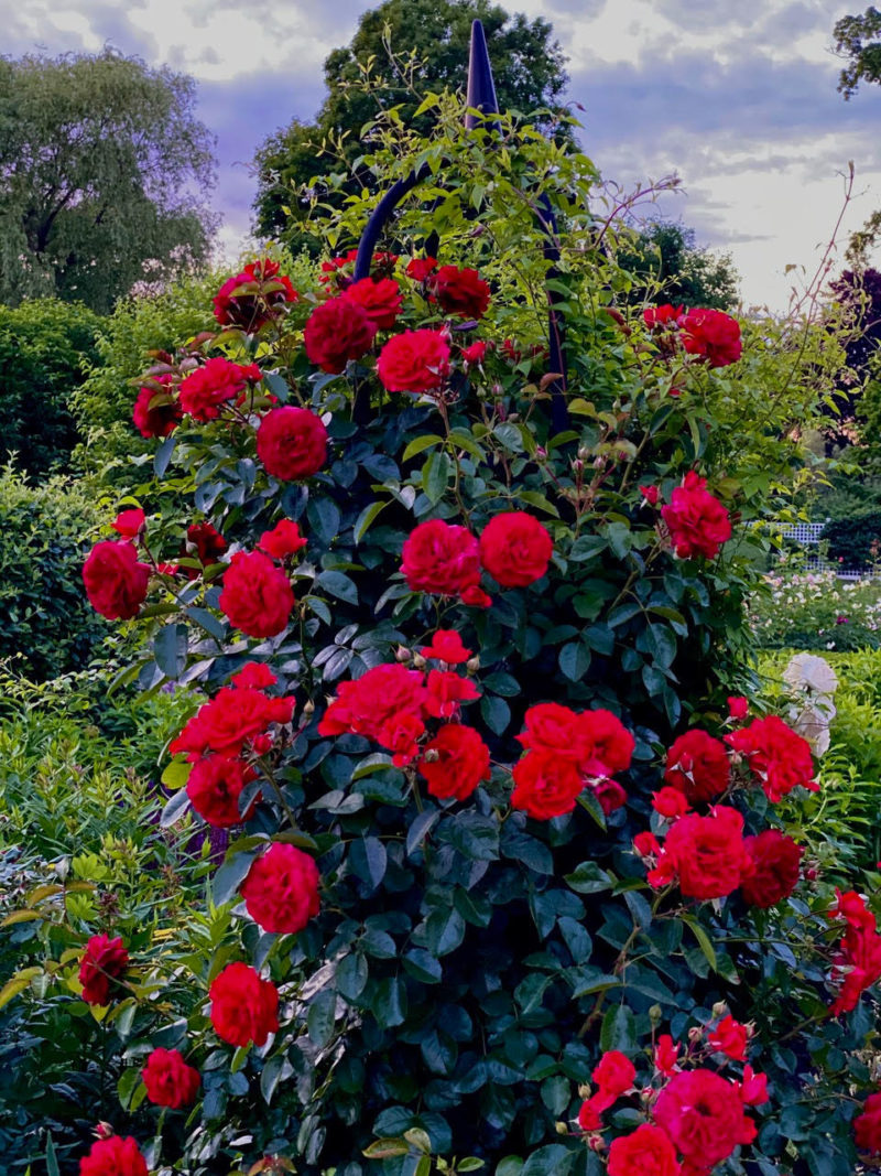 Radiant Roses - Carolyne Roehm